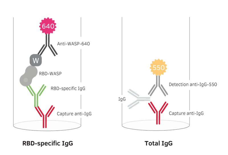 FluoroSpot Path: SARS-CoV-2 (RBD) Human IgG (FSP-05R-R1-1)